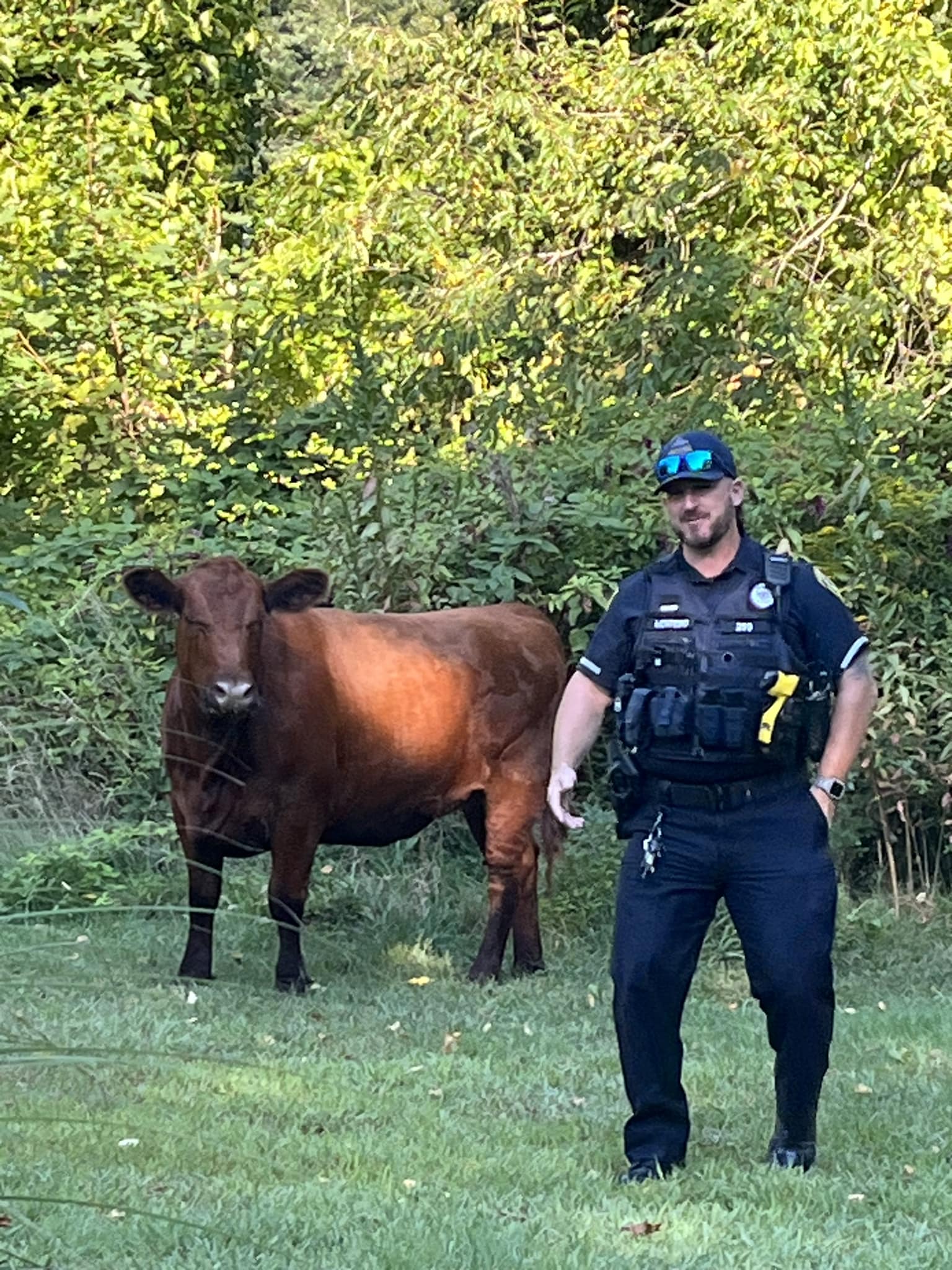 East Bridgewater Police Officers Help Safely Corral Loose Cow – East ...